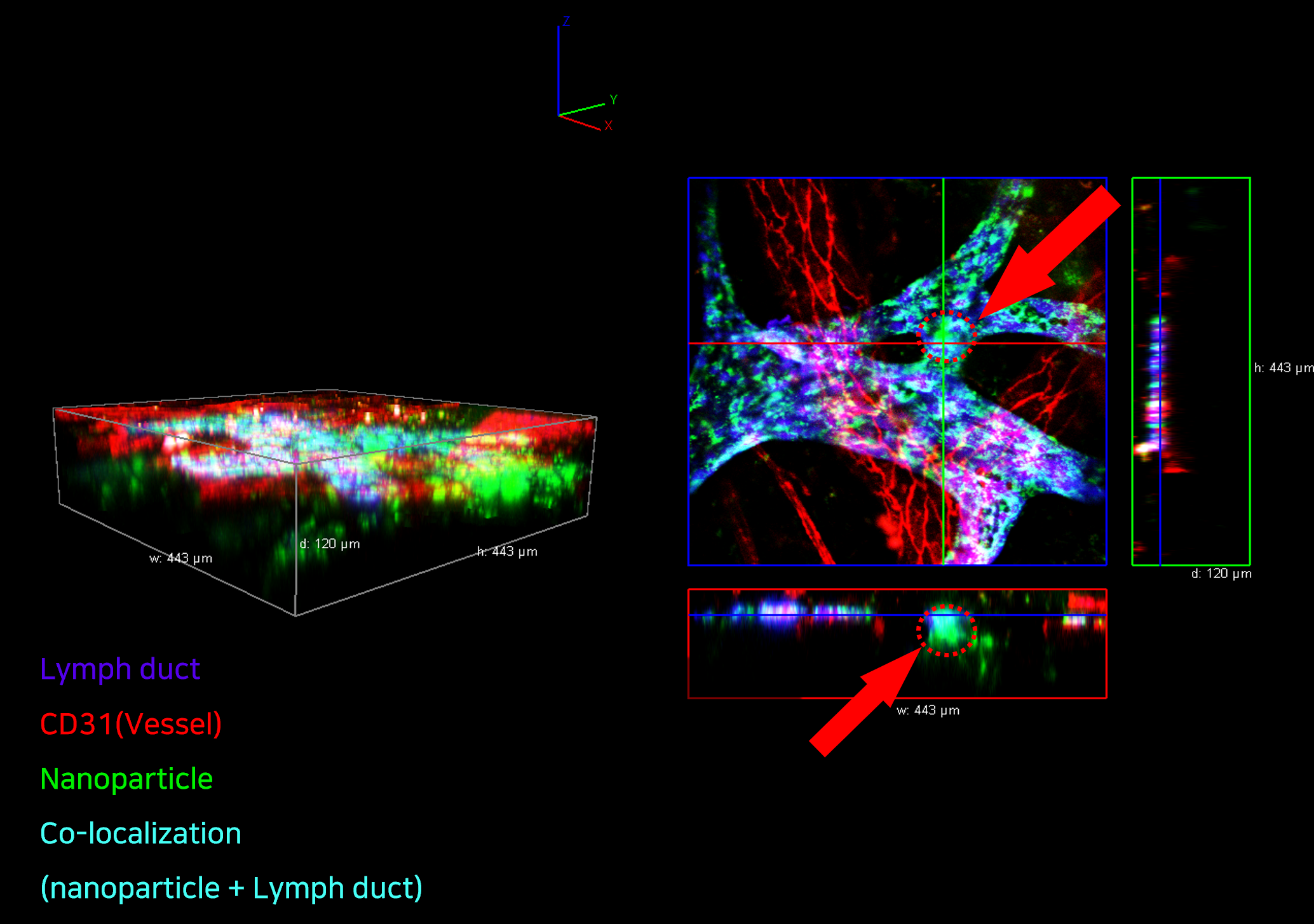 Cutting-Edge Cellular Imaging: Deep Lymph Node Imaging Enhanced by IVM ...